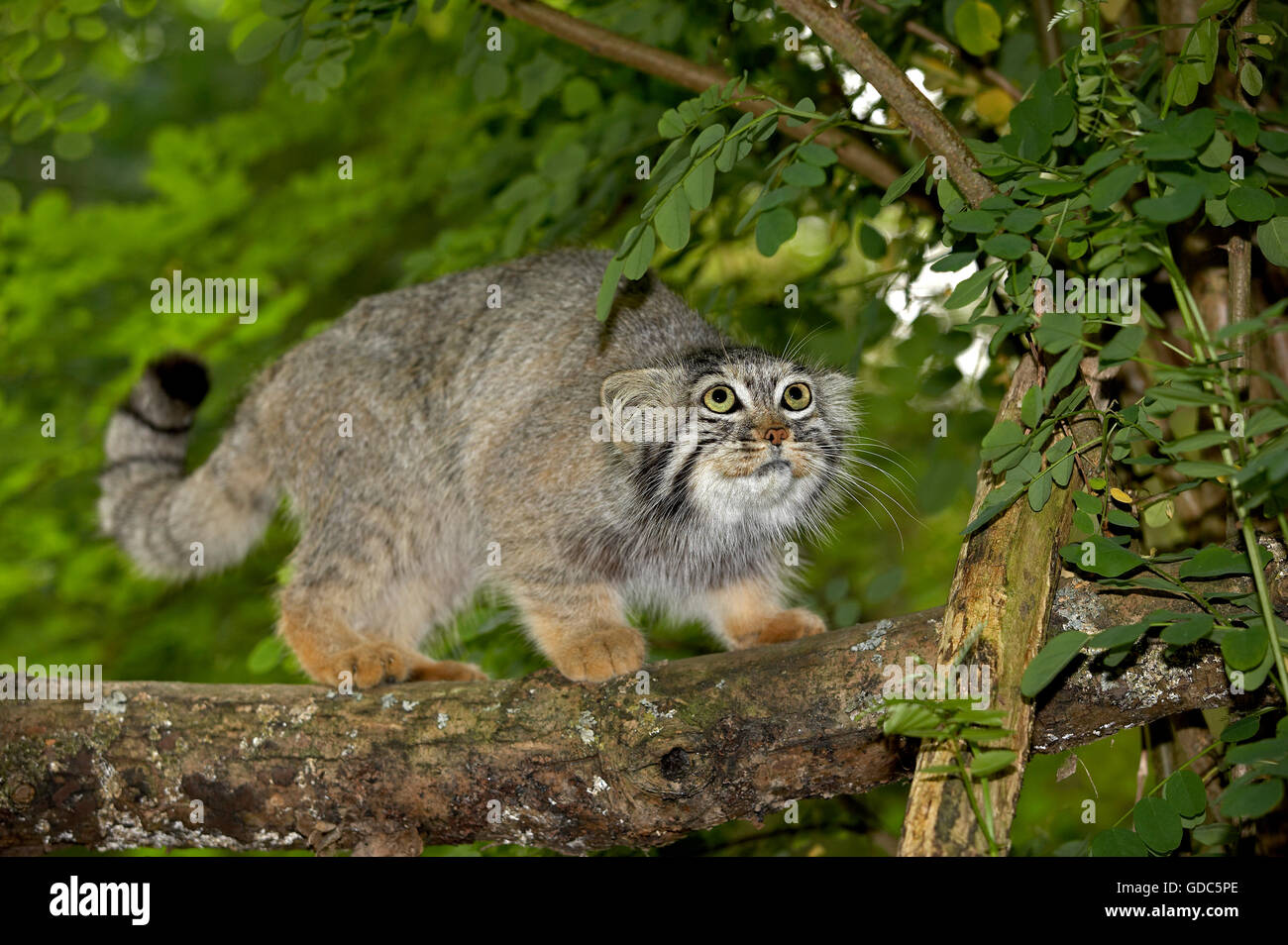 Chats pallass Banque de photographies et d’images à haute résolution ...