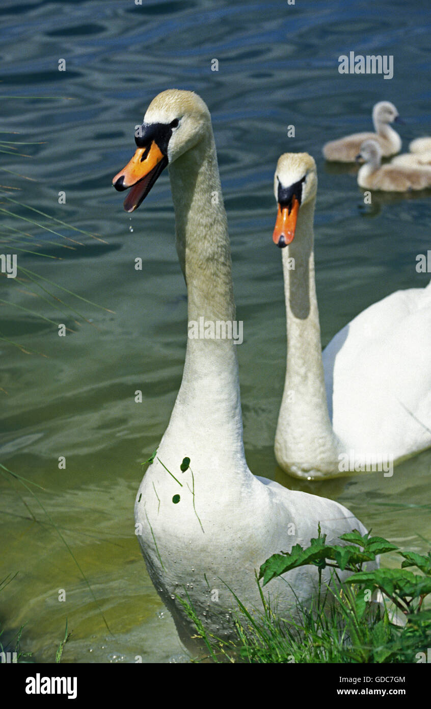 Cygne muet adulte adulte Banque de photographies et d’images à haute résolution - Alamy
