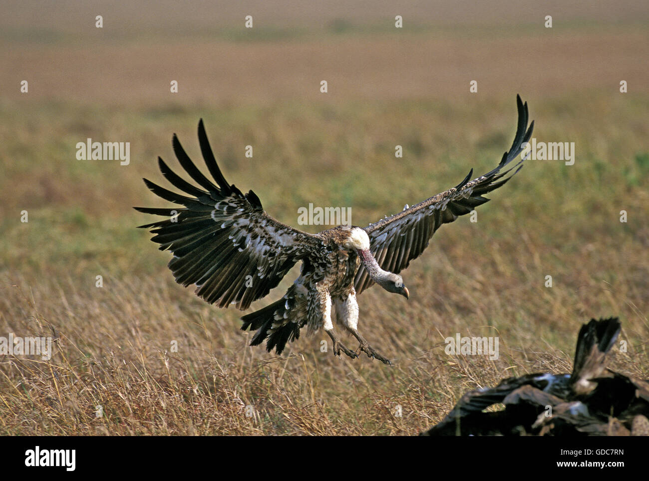Vautour DE RUPPELL gyps rueppellii, ADULTE EN VOL, atterrissage, KENYA ...