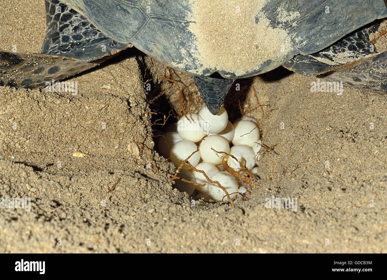 Oeufs de tortue verte Banque de photographies et d’images à haute ...