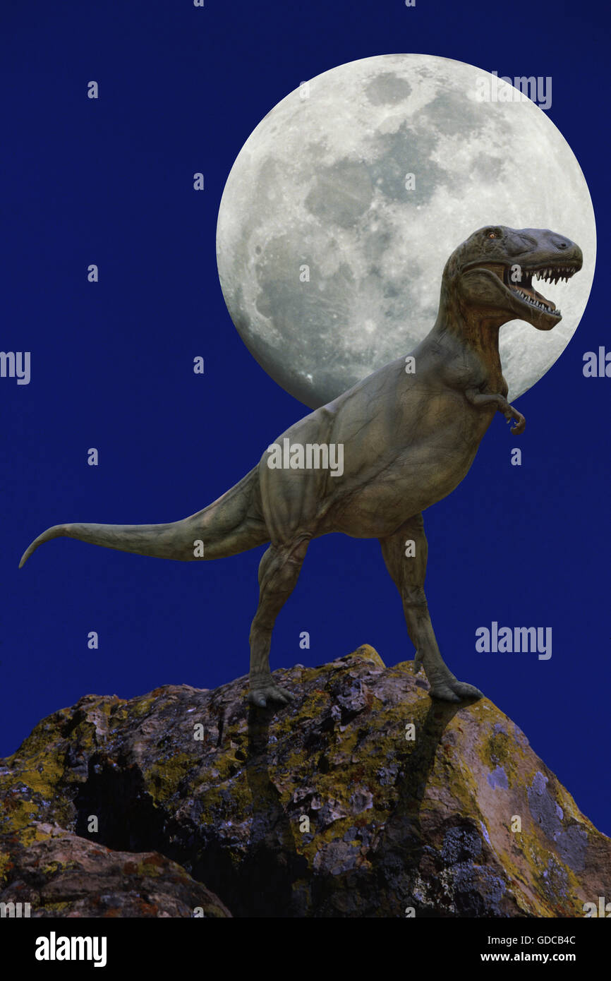 Tyrannosaure pas fossile Banque de photographies et d’images à haute résolution - Alamy