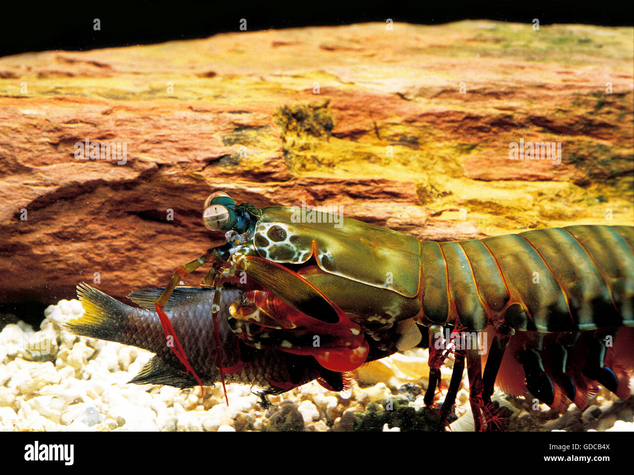 Peacock mantis shrimp odontodactylus scyllarus Banque de photographies ...