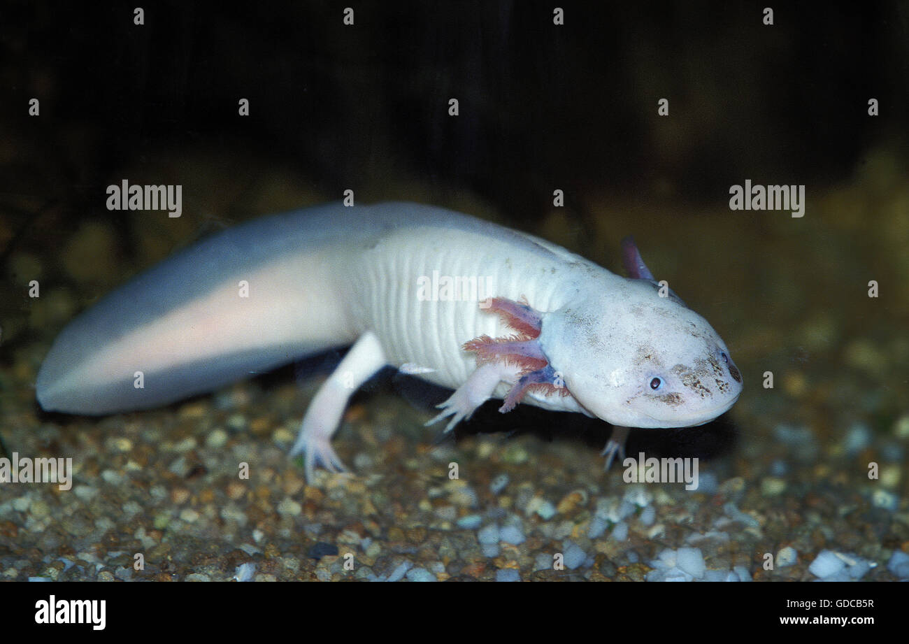 Axolotl blanc Banque de photographies et d’images à haute résolution ...
