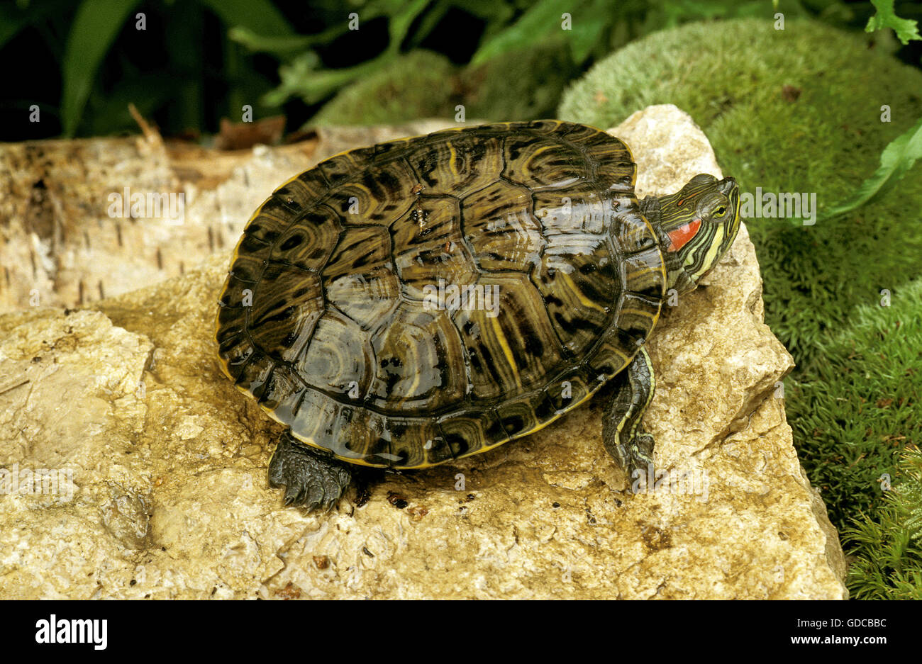 Trachemys scripta Banque de photographies et d’images à haute ...