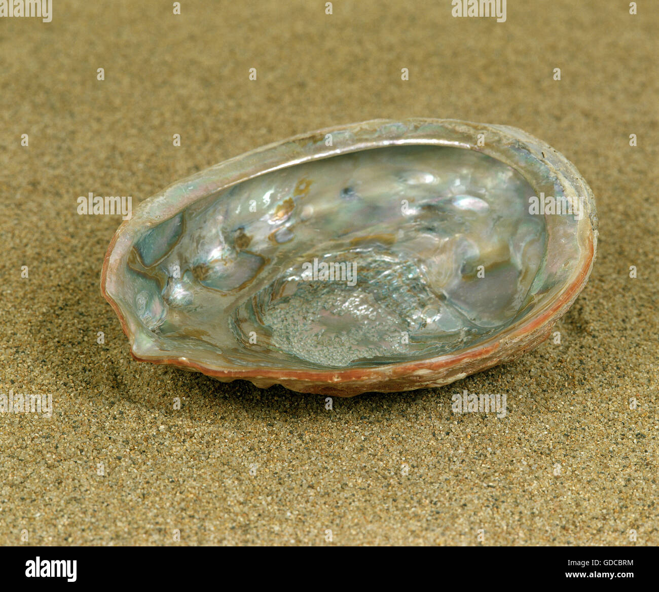Ear shells Banque de photographies et d’images à haute résolution - Alamy
