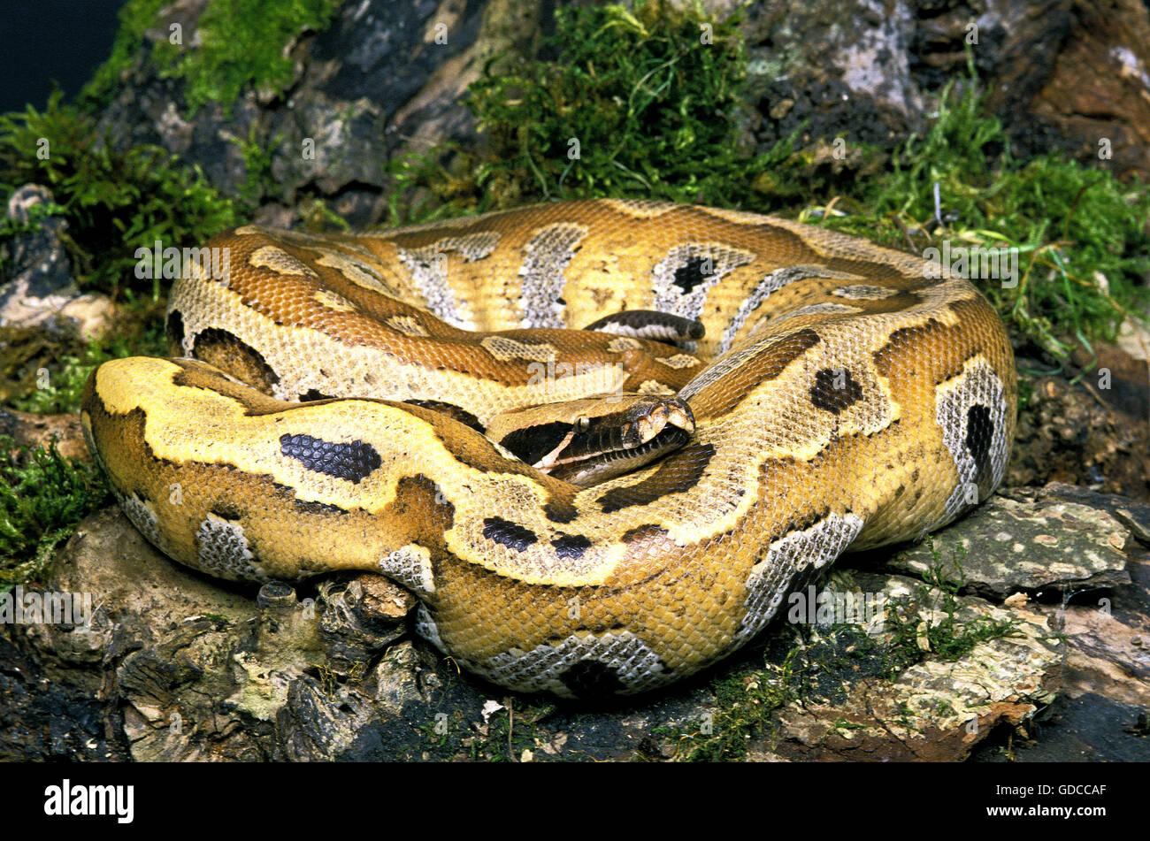 Pythons sanguins Banque de photographies et d’images à haute résolution ...