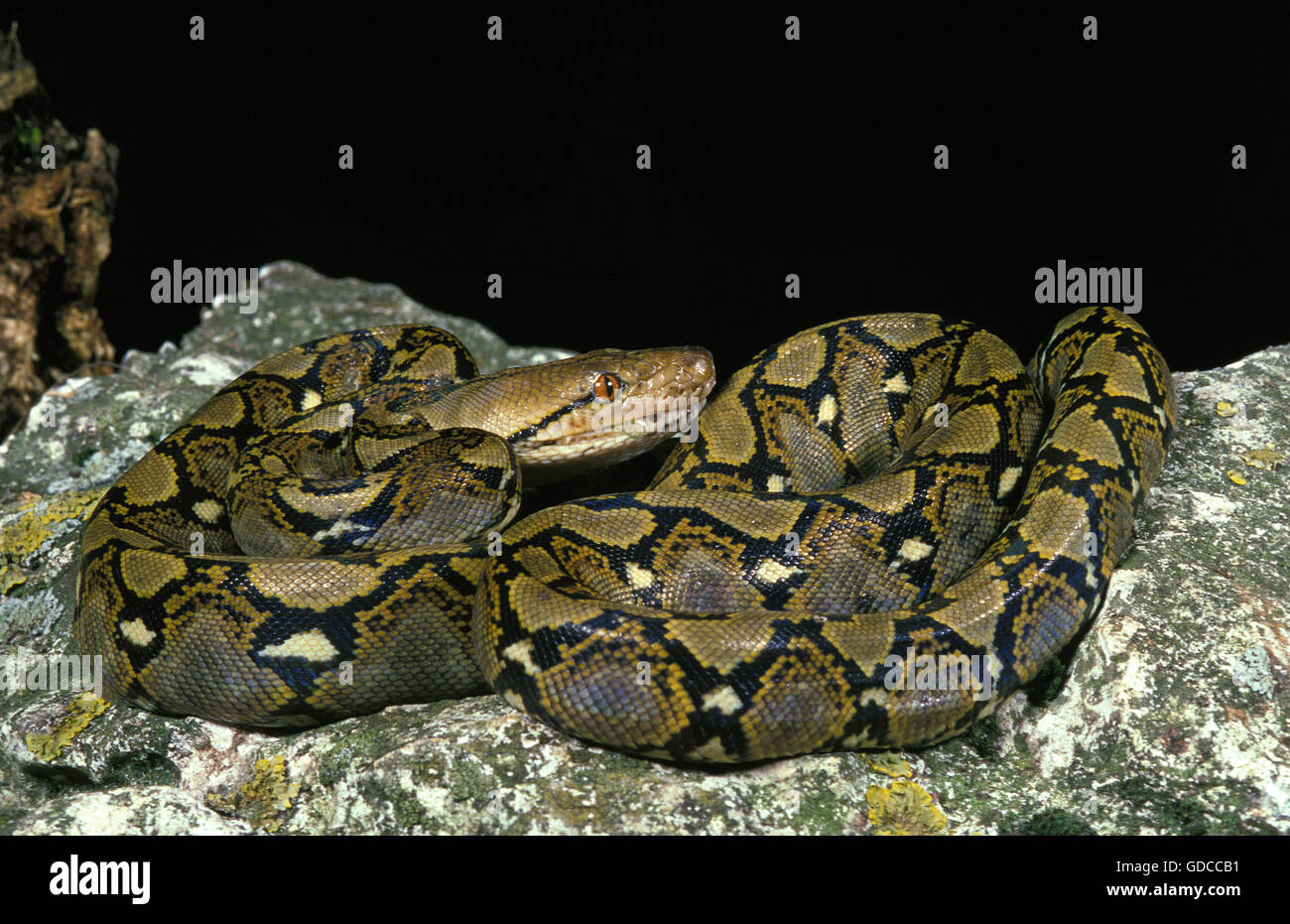 Reticulated python python reticulatus Banque de photographies et d ...