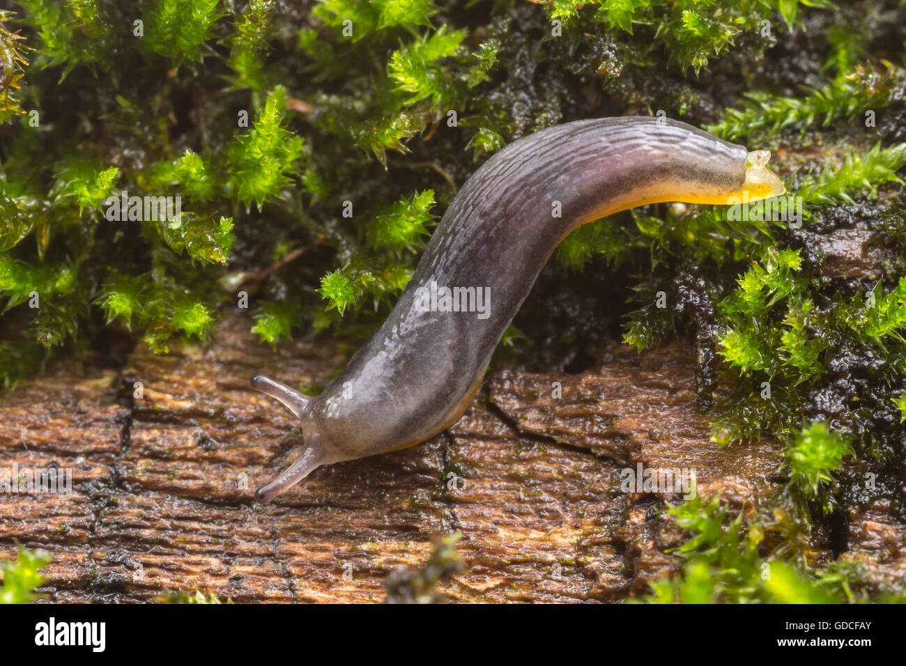 Limace de champ noir Banque de photographies et d’images à haute ...