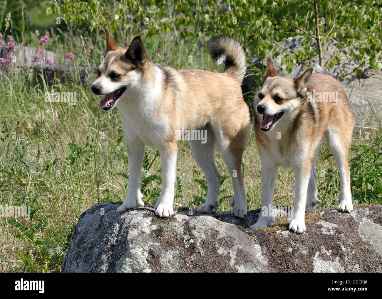 Lundehund chasse Banque de photographies et d’images à haute résolution ...