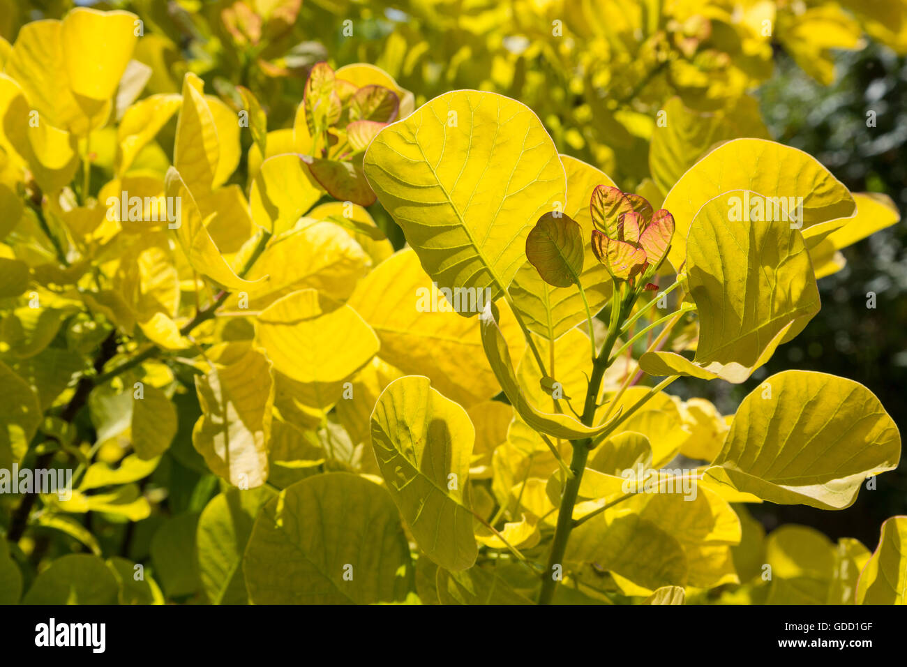 Cotinus coggygria ancot Banque de photographies et d’images à haute ...