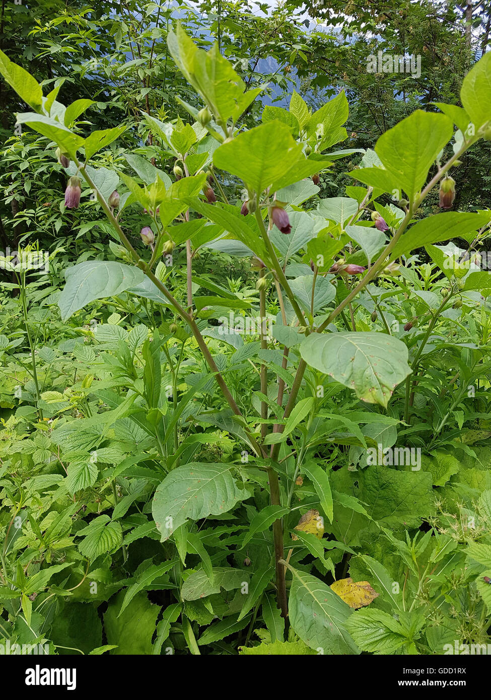 Schwarze tollkirsche atropa belladonna Banque de photographies et d’images à haute résolution ...