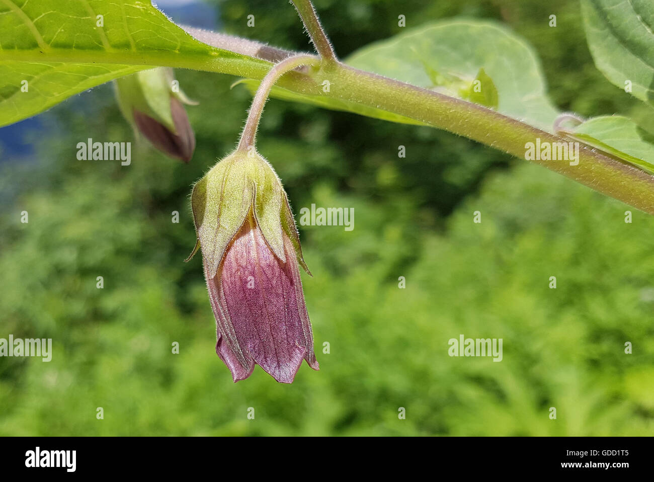 Schwarze tollkirsche atropa belladonna Banque de photographies et d’images à haute résolution ...