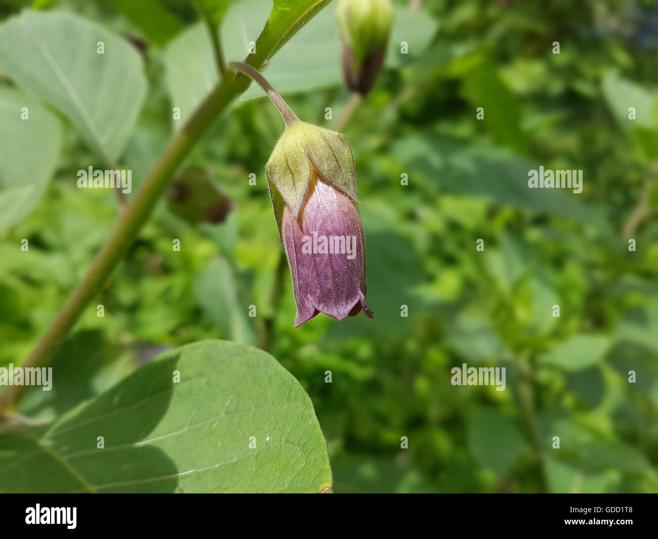 Schwarze tollkirsche Banque de photographies et d’images à haute résolution - Alamy