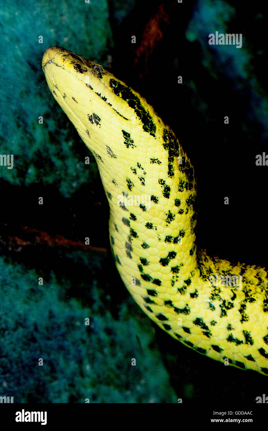Anaconda jaune ou anaconda paraguayen eunectes notaeus Banque de ...
