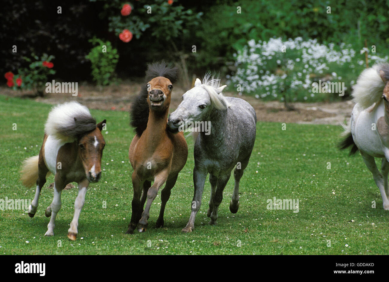 Cheval miniature Banque de photographies et d’images à haute résolution ...