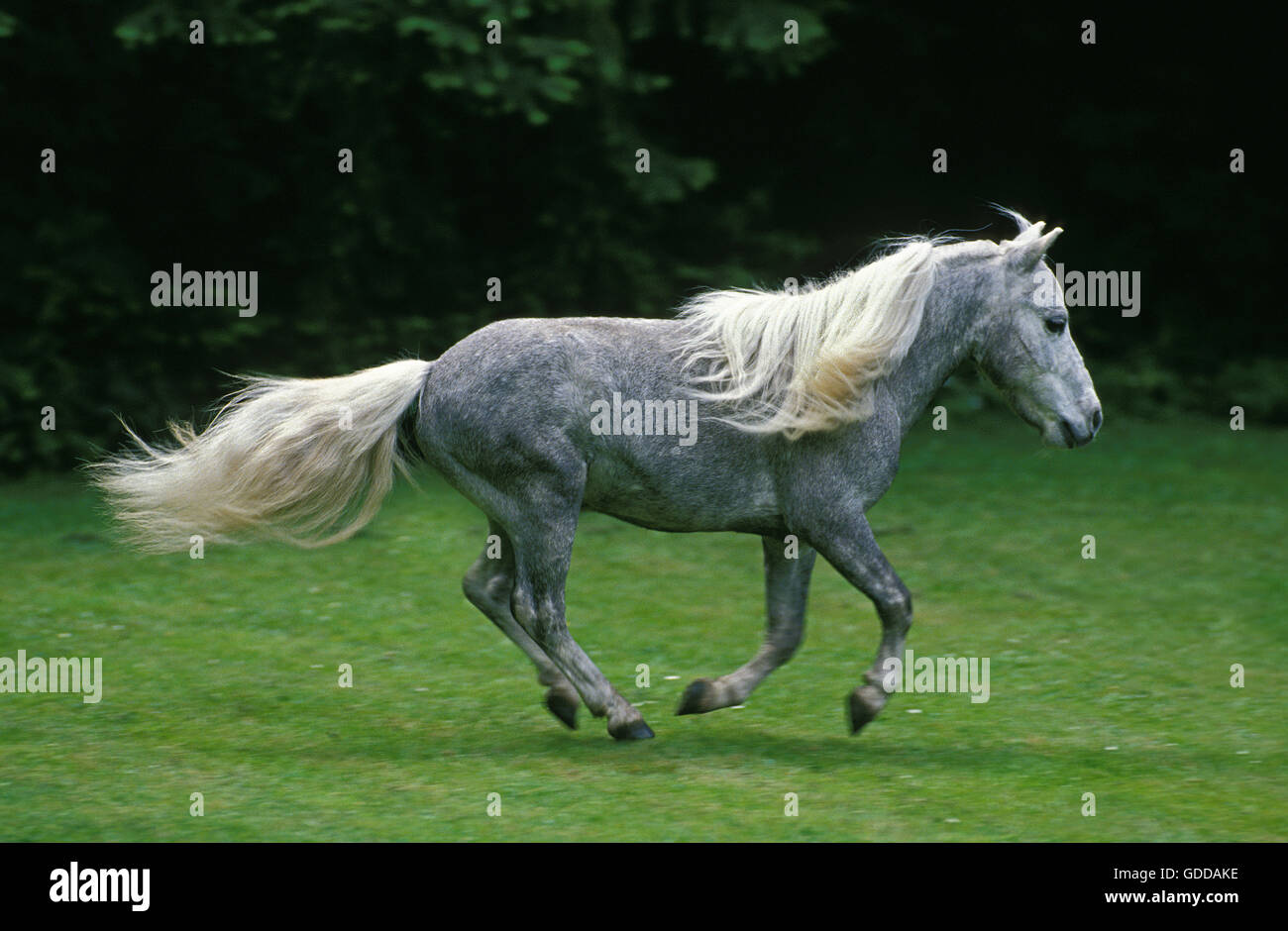 Cheval Miniature américain, galopant Adultes Photo Stock - Alamy
