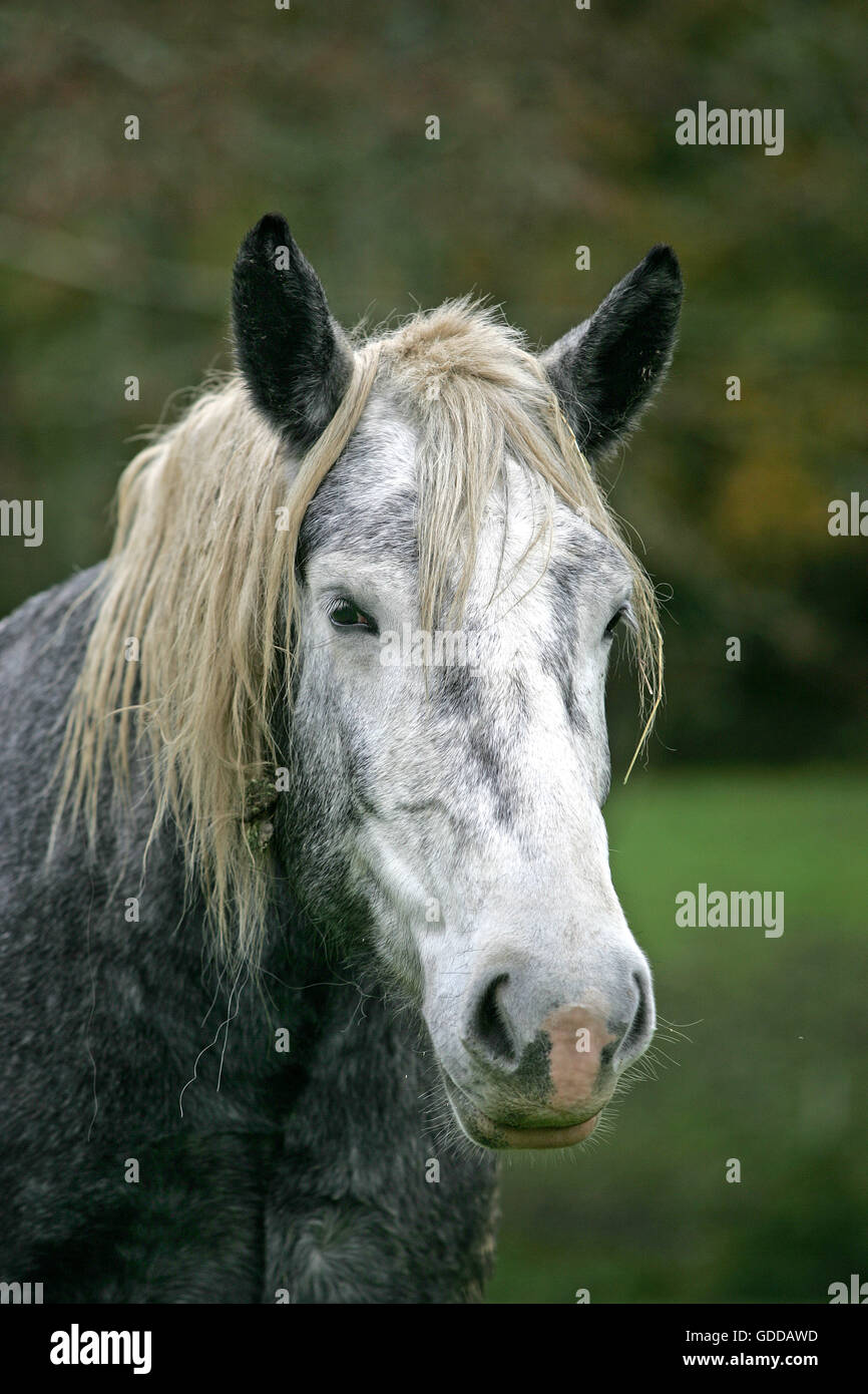 Portrait of percheron horse Banque de photographies et d’images à haute ...