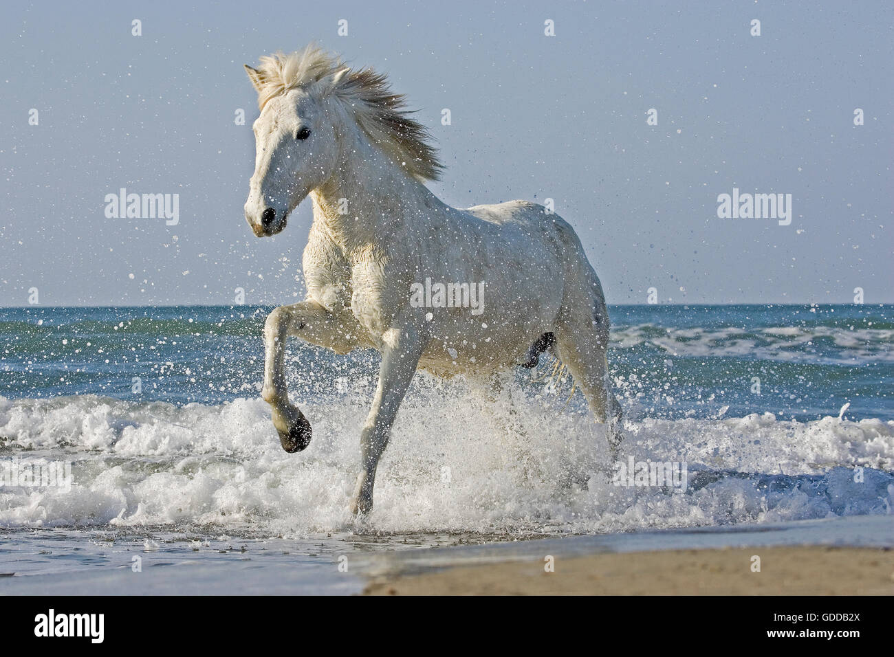 Cheval Camargue galoper sur la plage, Les Saintes Marie de la mer dans ...