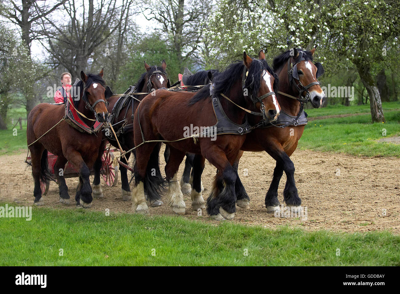Race normande Banque de photographies et d’images à haute résolution ...