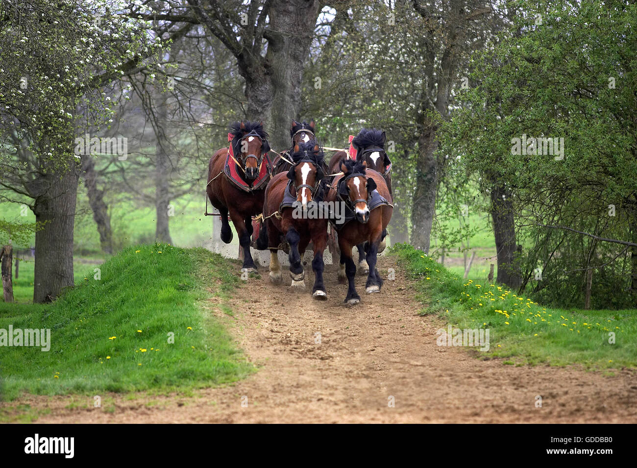 Cob Normand cheval, un projet de race Normande Photo Stock - Alamy