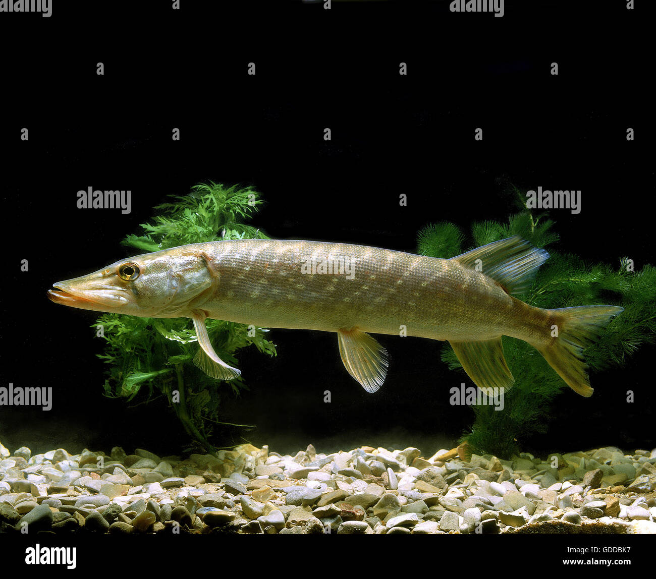 Grand brochet esox lucius Banque de photographies et d’images à haute ...
