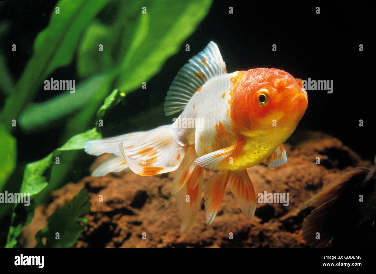 Poisson Rouge Oranda Banque d'image et photos - Alamy