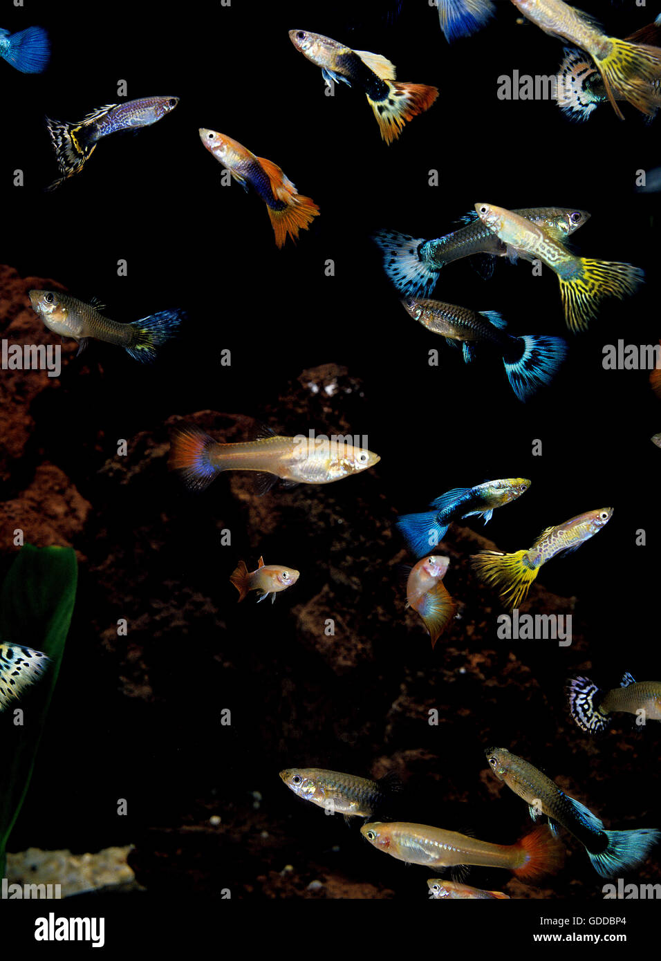 Guppy, Poecilia reticulata, poissons d'Aquarium Photo Stock - Alamy