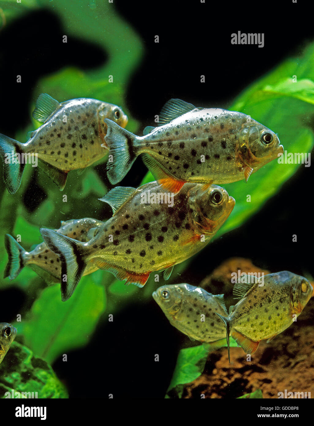 Piranhas in aquarium Banque de photographies et d’images à haute ...