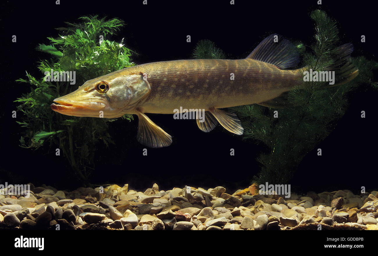 Grand brochet esox lucius Banque de photographies et d’images à haute ...