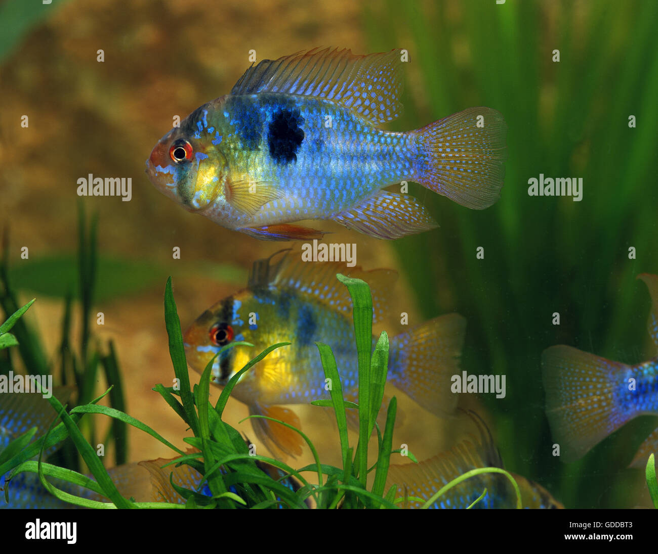 Ram allemand bleu, mikrogeophagus ramirezi, poissons d'Aquarium Photo ...