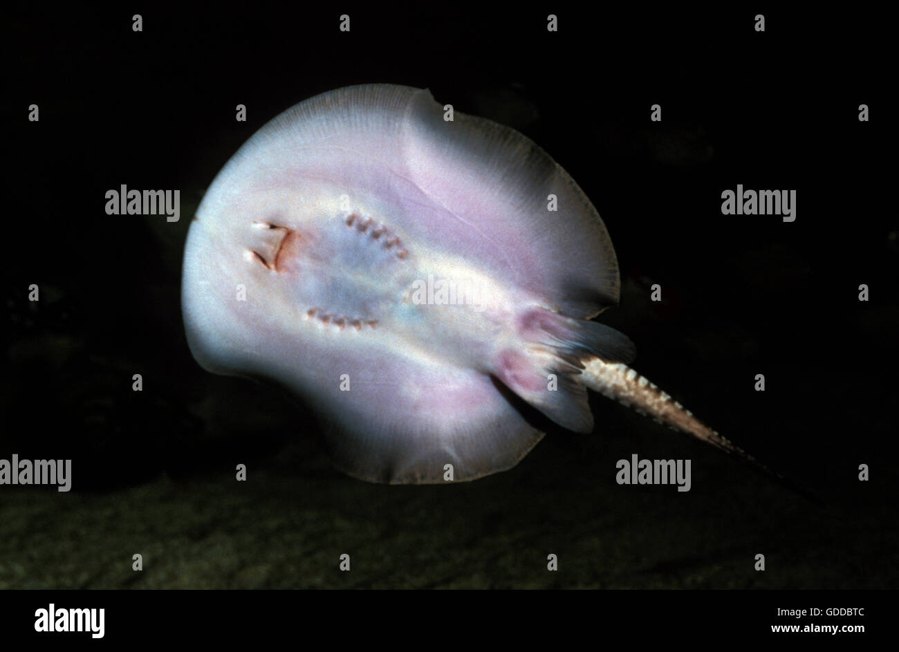 Motoro stingray potamotrygon motoro Banque de photographies et d’images ...