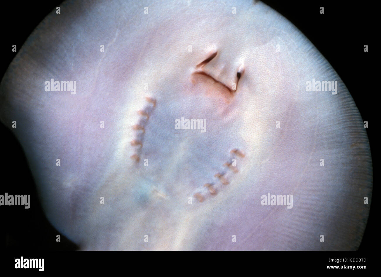 Motoro stingray potamotrygon motoro Banque de photographies et d’images ...
