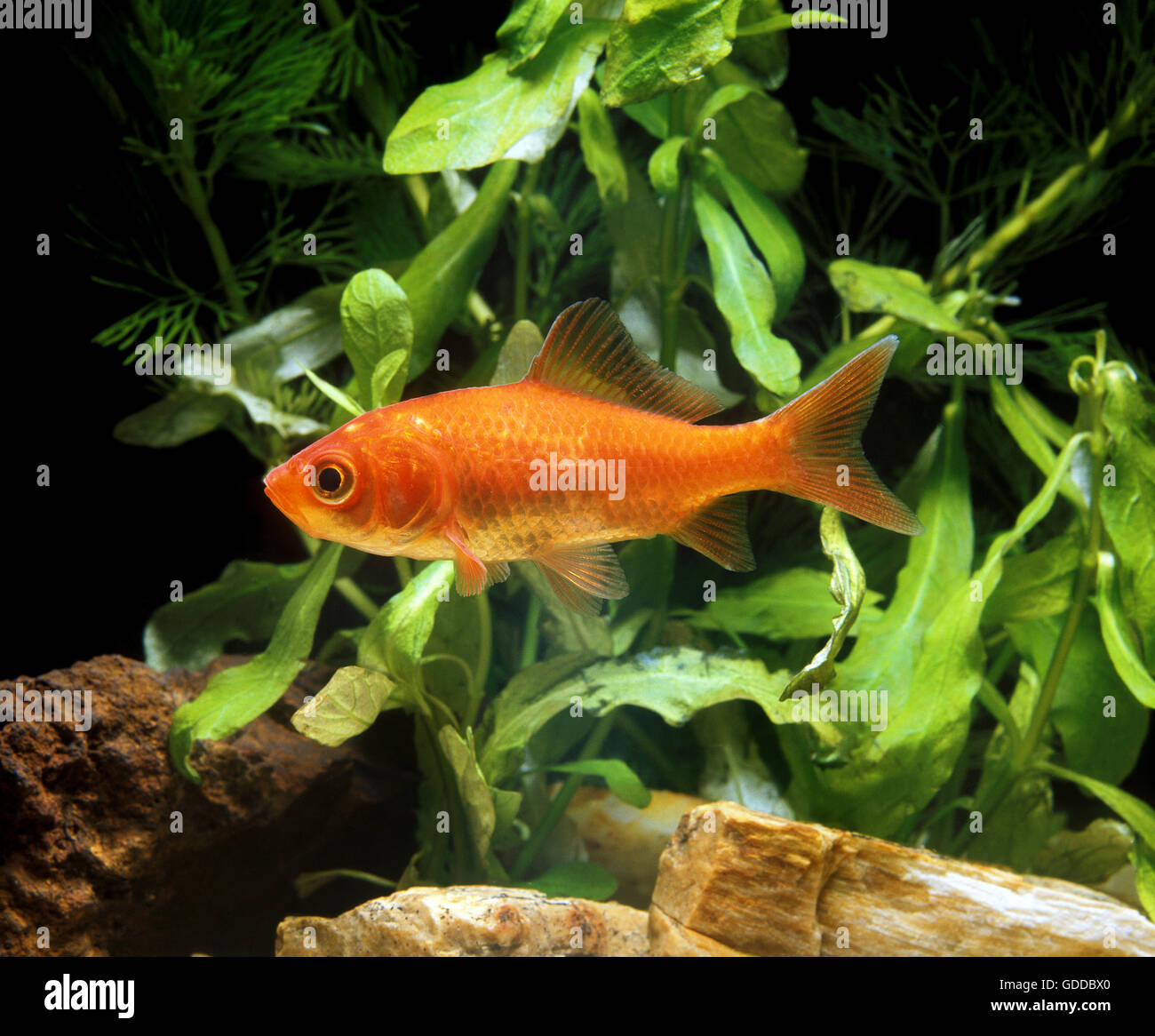 Goldfish carassius auratus auratus Banque de photographies et d’images ...
