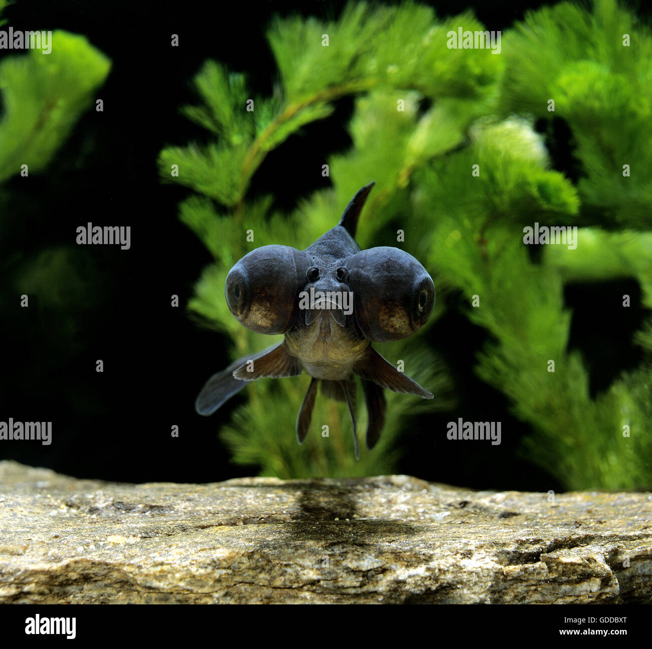 Bulle oeil poisson rouge carassius auratus Banque de photographies et d ...