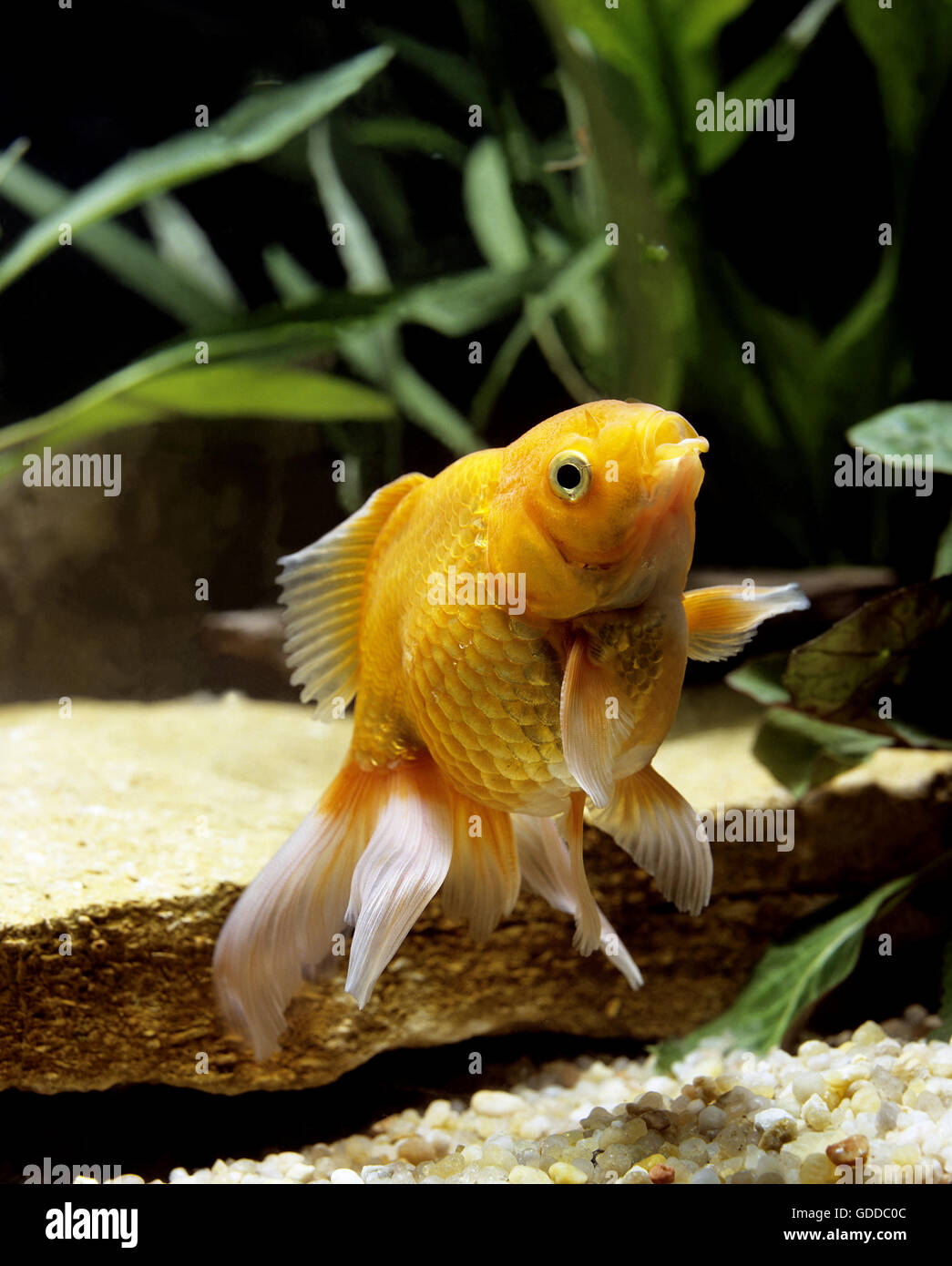 Goldfish carassius auratus auratus Banque de photographies et d’images ...