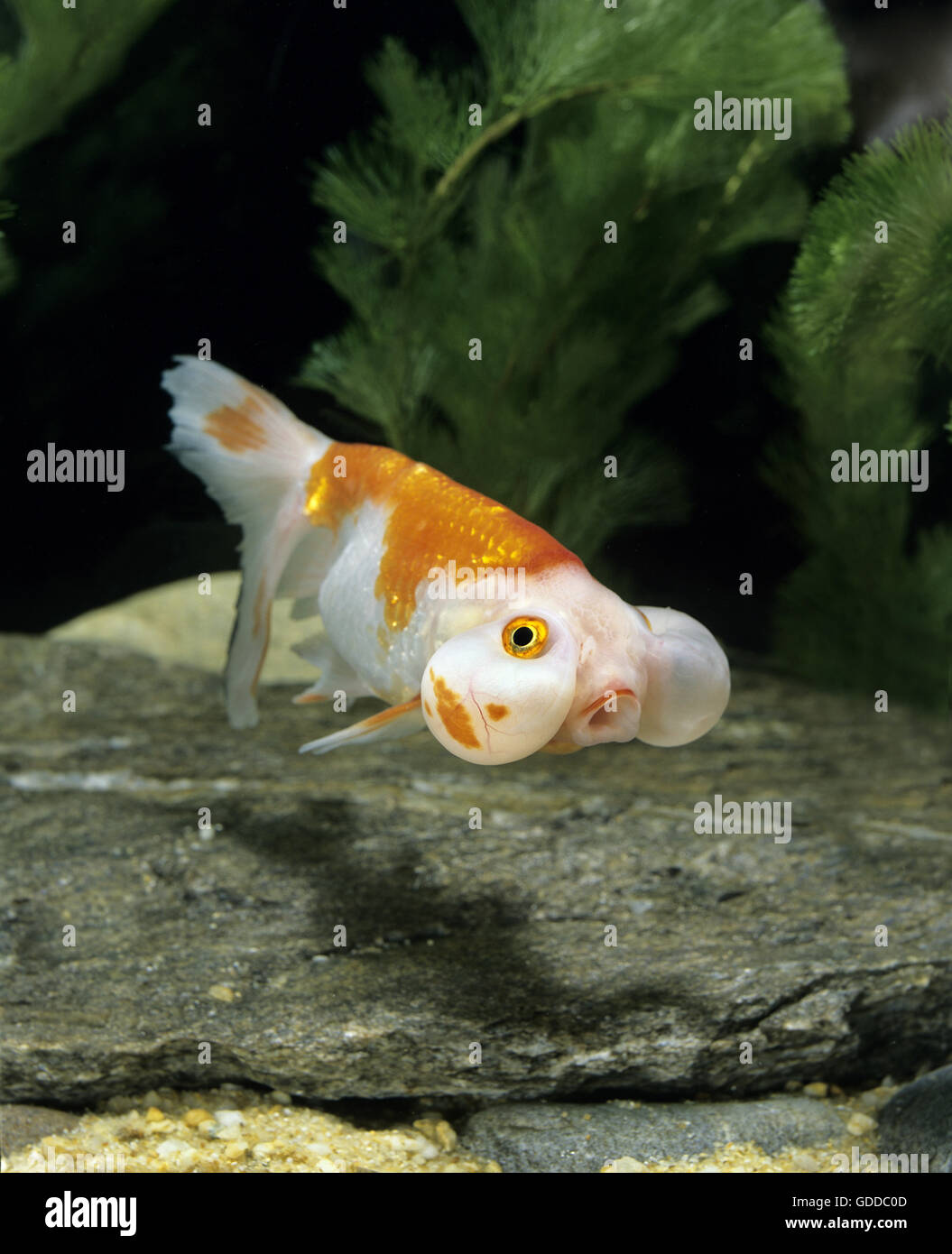Bubble eye goldfish carassius auratus Banque de photographies et d ...