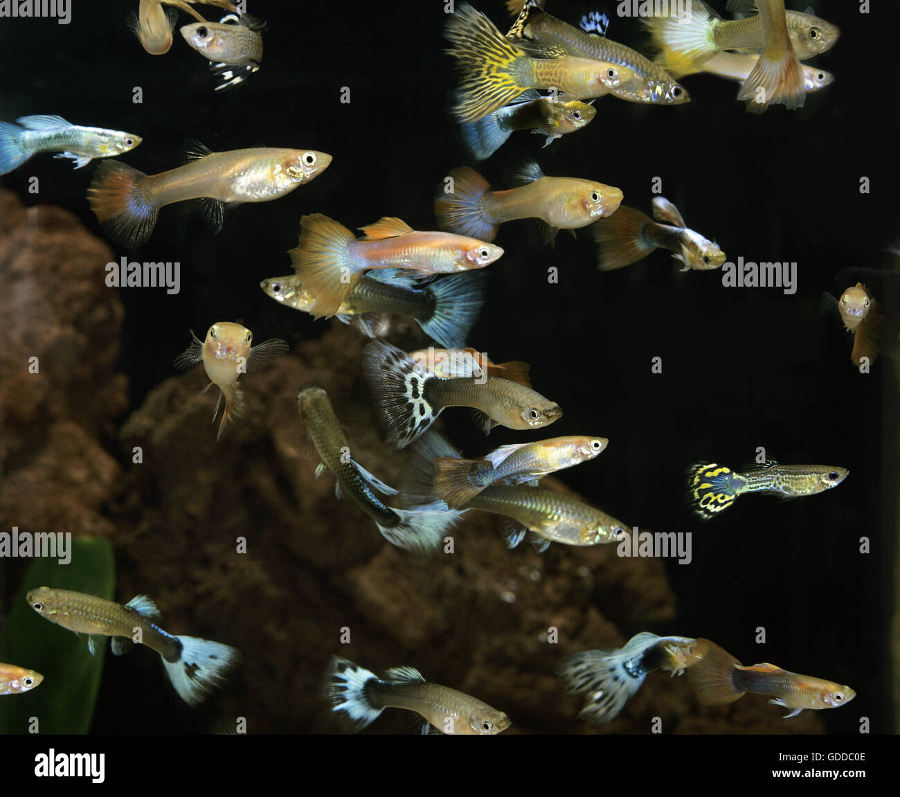 Guppy, Poecilia reticulata, poissons d'Aquarium Photo Stock - Alamy