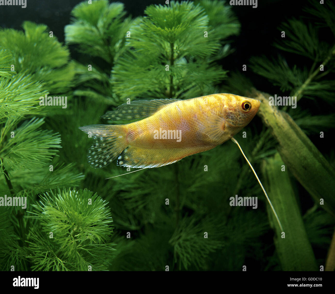 Trichogaster trichopterus Banque de photographies et d’images à haute ...
