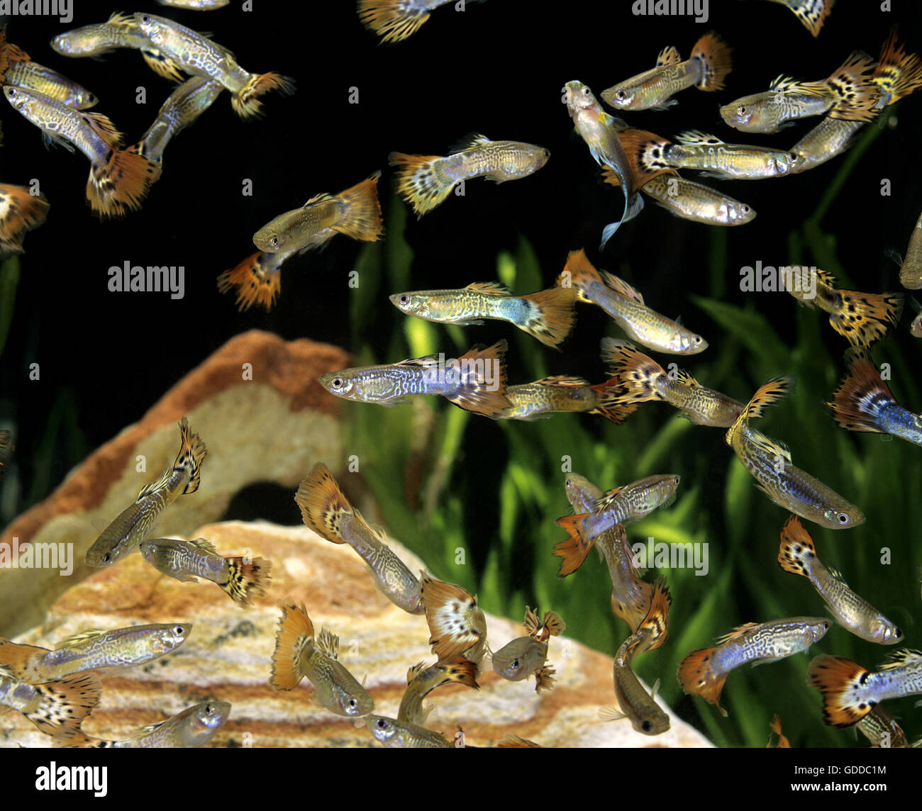 Guppy, Poecilia reticulata, poissons d'Aquarium Photo Stock - Alamy