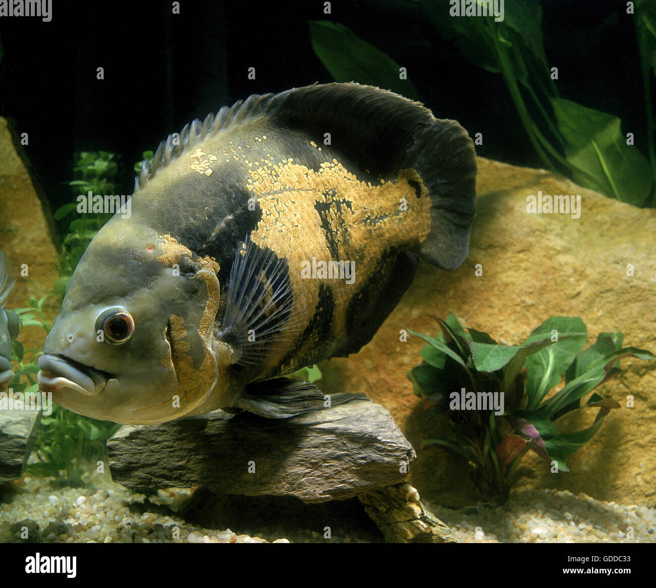 Oscar, Poisson tigre Astronotus ocellatus Photo Stock - Alamy