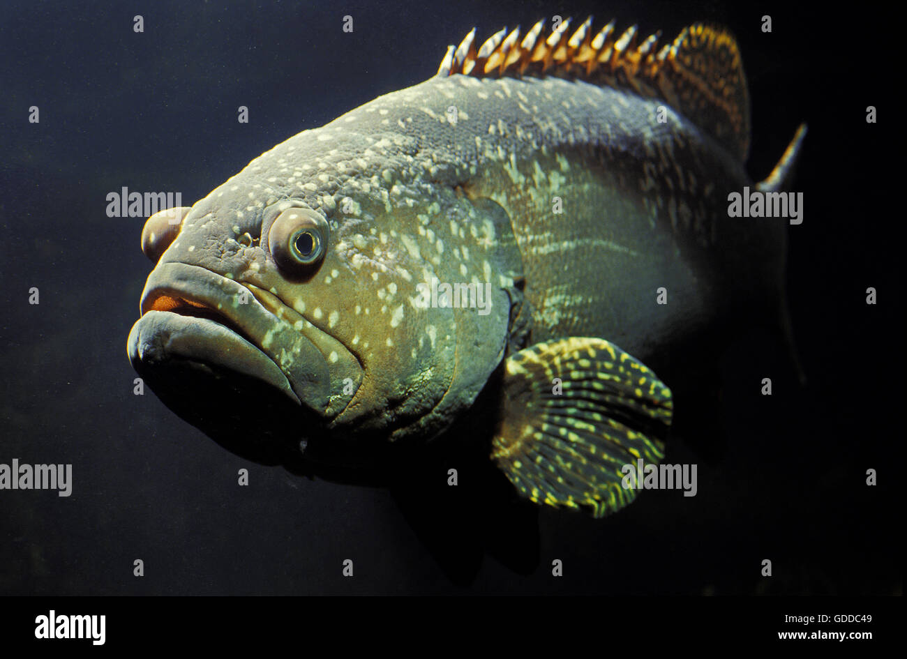 Mérou géant epinephelus lanceolatus Banque de photographies et d’images ...