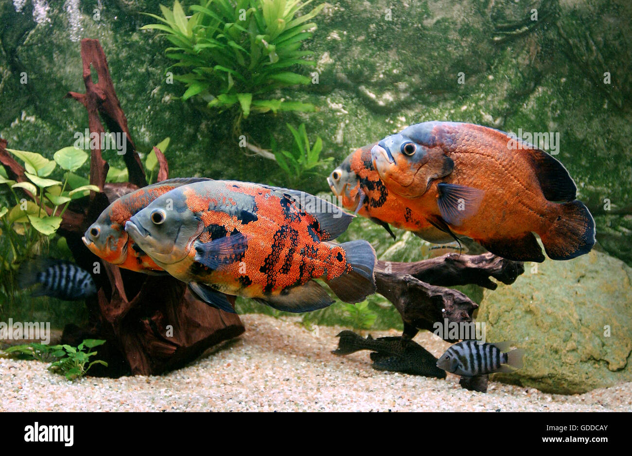 Tiger oscar fish astronotus ocellatus Banque de photographies et d ...