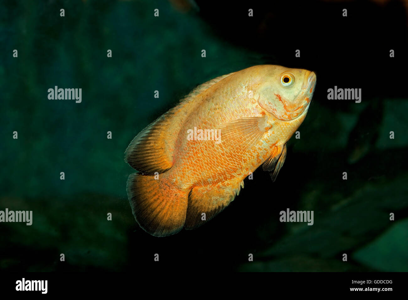 Poisson oscar Banque de photographies et d’images à haute résolution ...