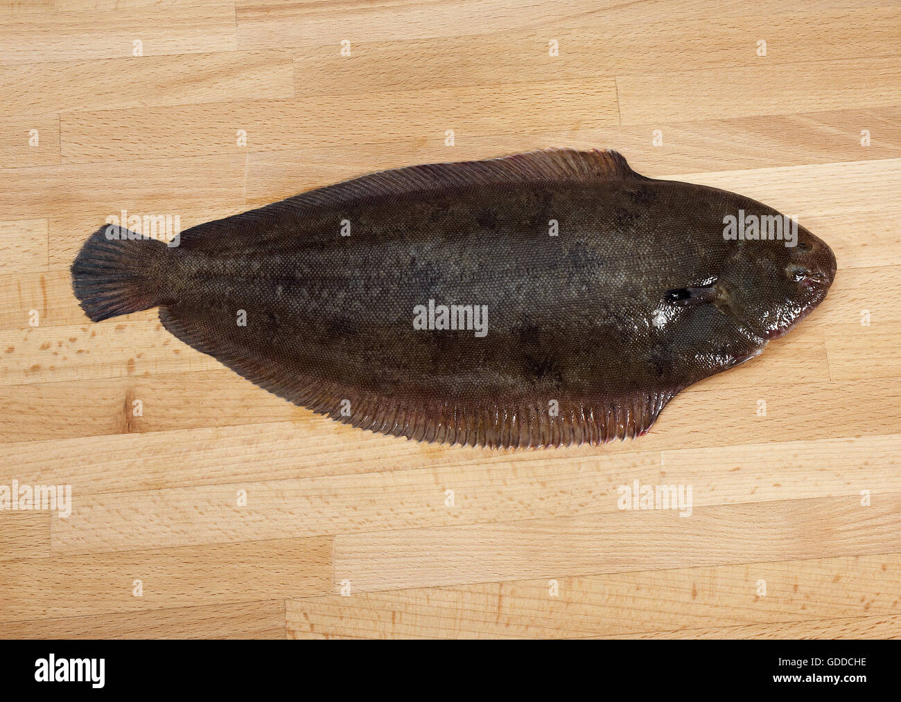 Sole poisson Banque de photographies et d’images à haute résolution - Alamy