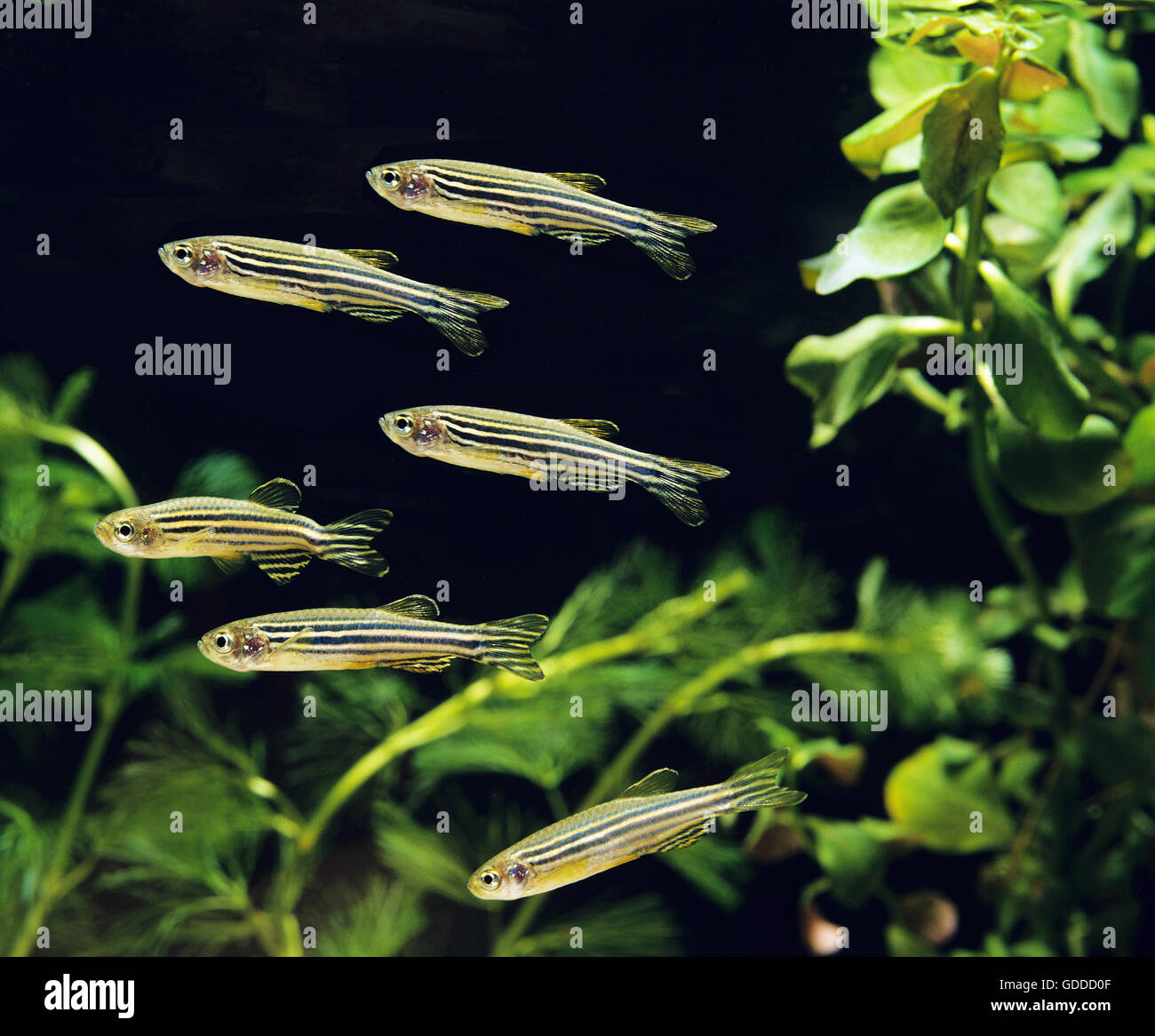 Danio Rerio Banque d'image et photos - Alamy