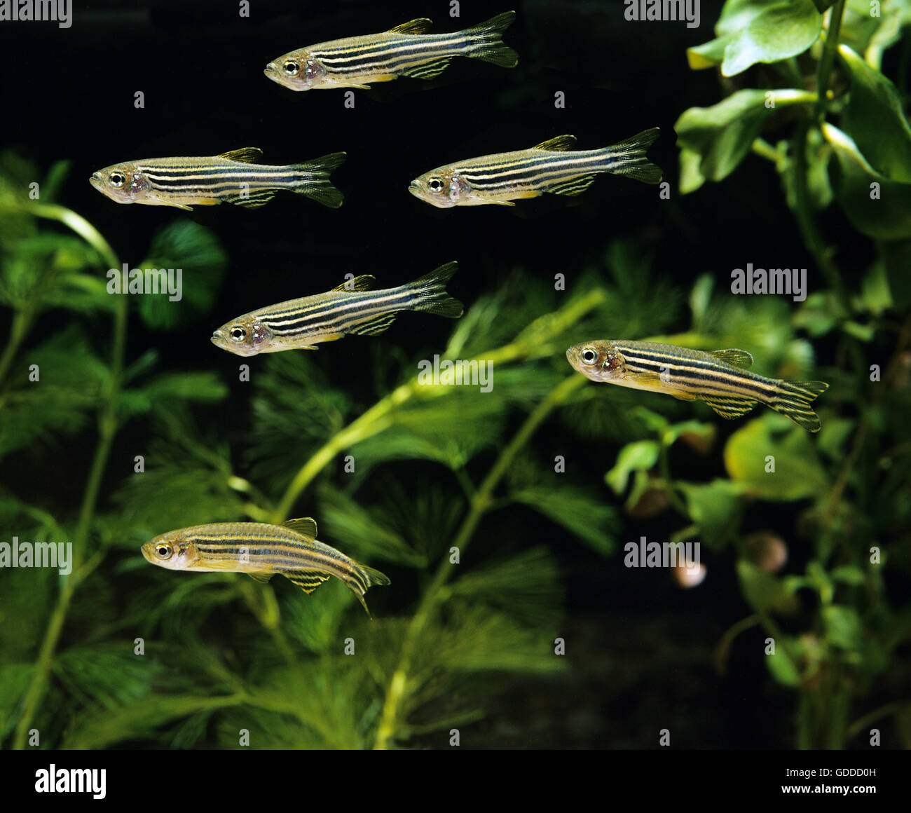 Danio rerio Banque de photographies et d’images à haute résolution - Alamy