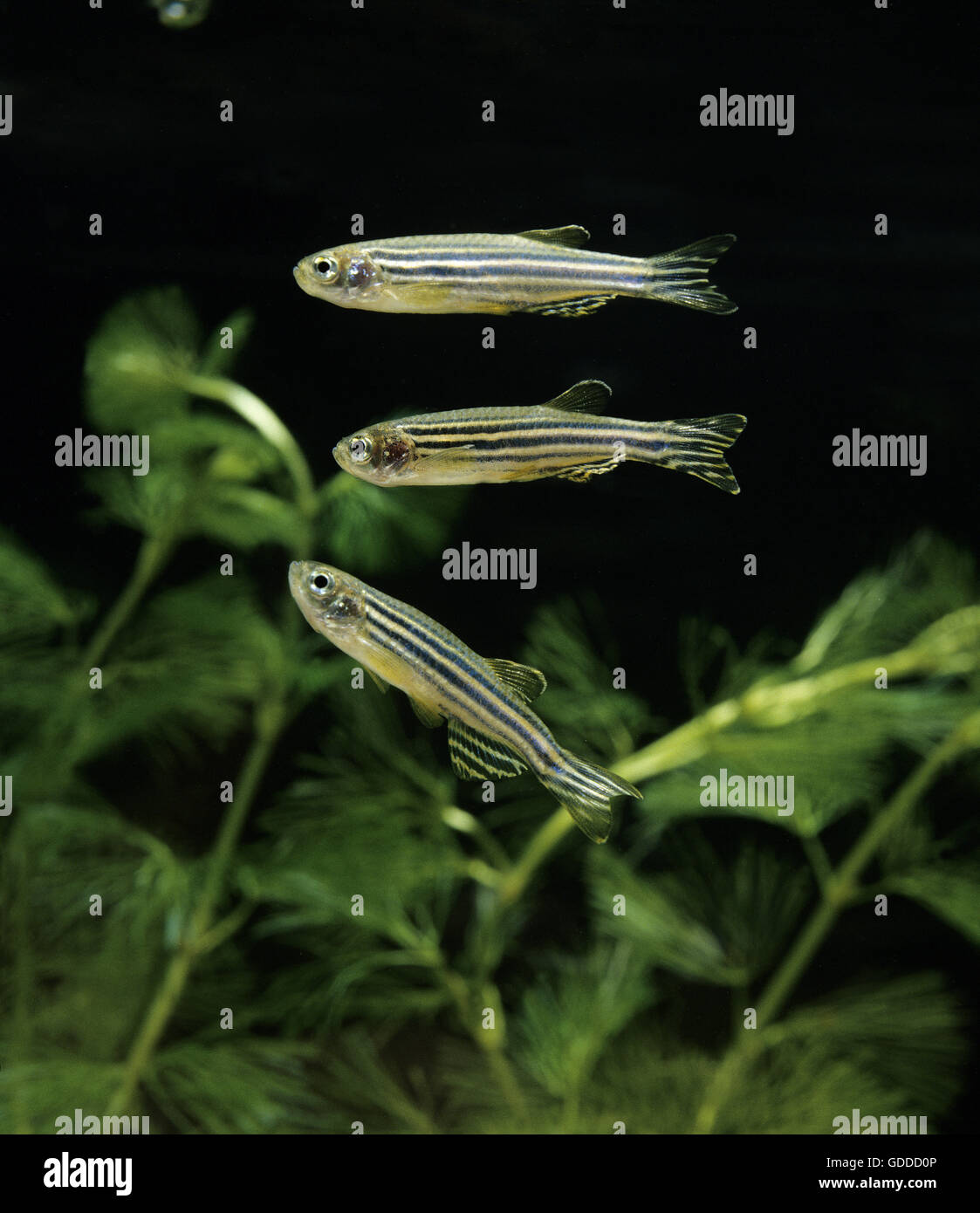 Zebra fish Banque de photographies et d’images à haute résolution - Alamy