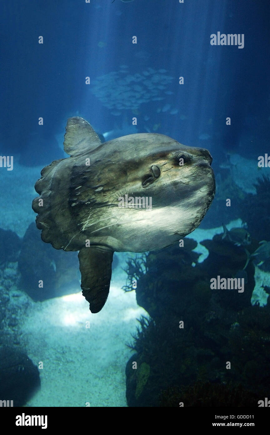 Mola mola Banque de photographies et d’images à haute résolution - Alamy
