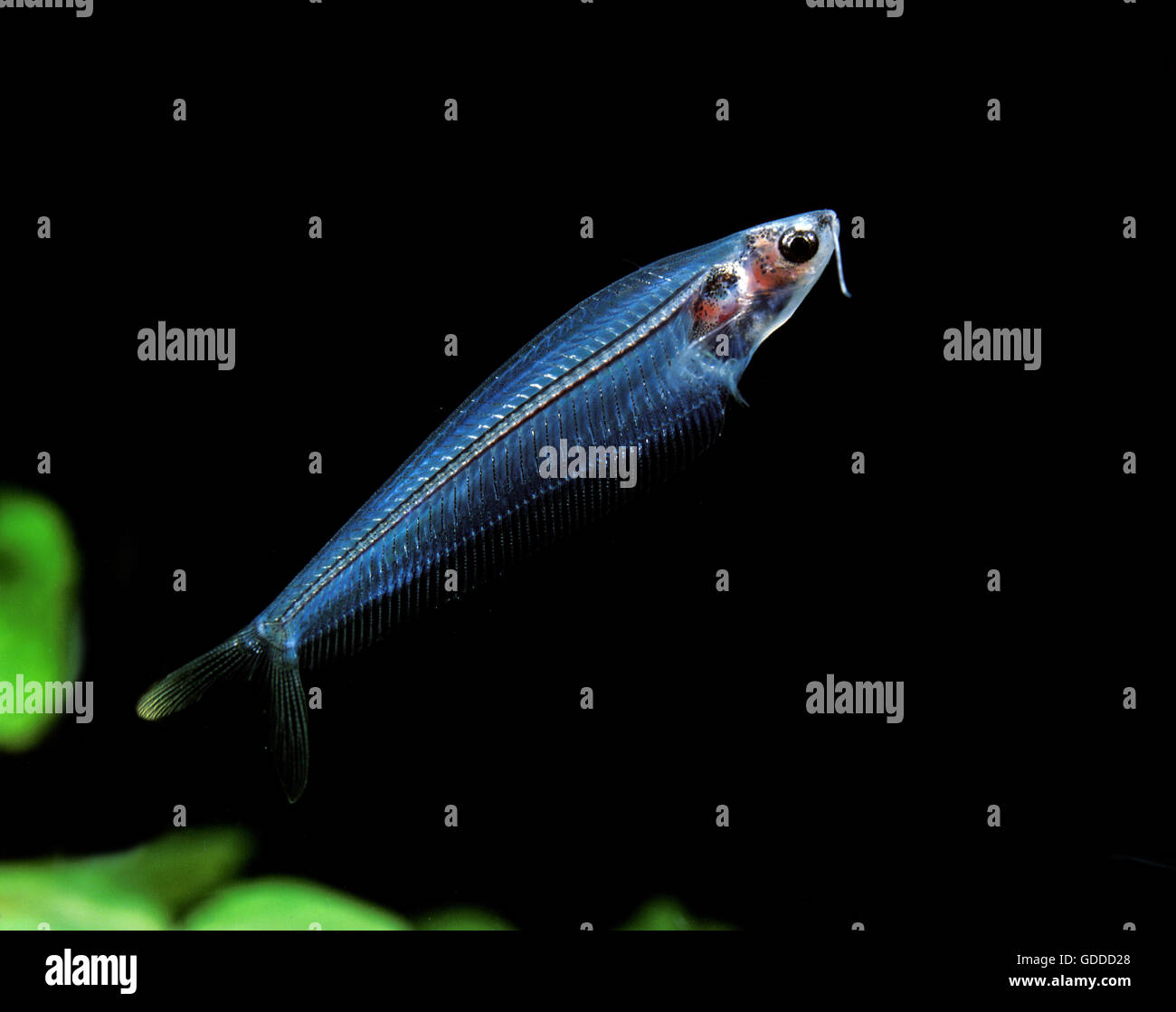 Poisson transparent Banque de photographies et d’images à haute ...