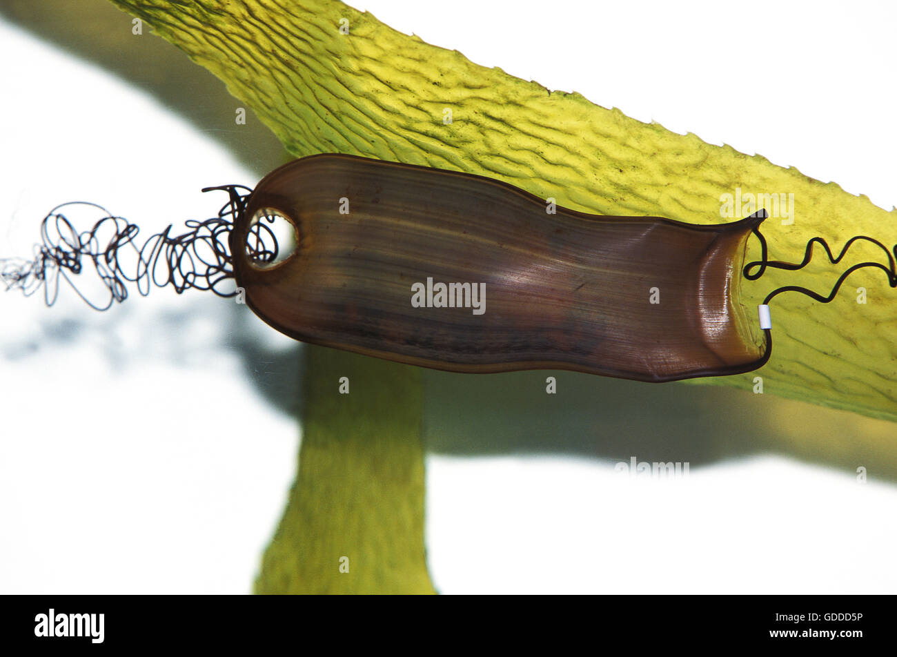 Cas d'oeufs de requin Banque de photographies et d’images à haute ...